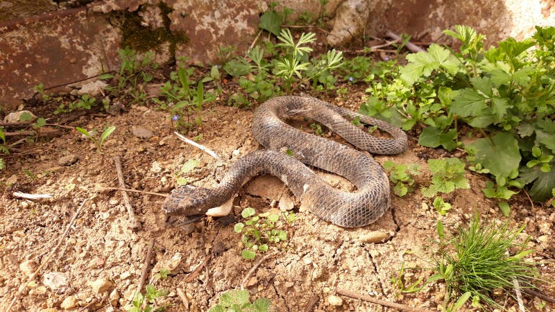 Snake on the dry soil stock image. Image of snake, danger - 114224987