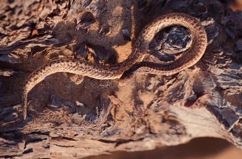 Snake on a Dry Tree. Close Up and Selective Focus Side View of Rat ...