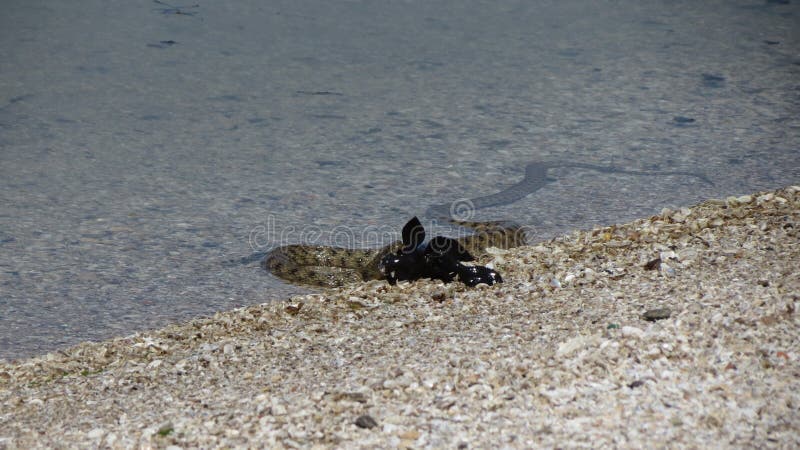 Snake eating fish stock image. Image of nature, world - 171017037