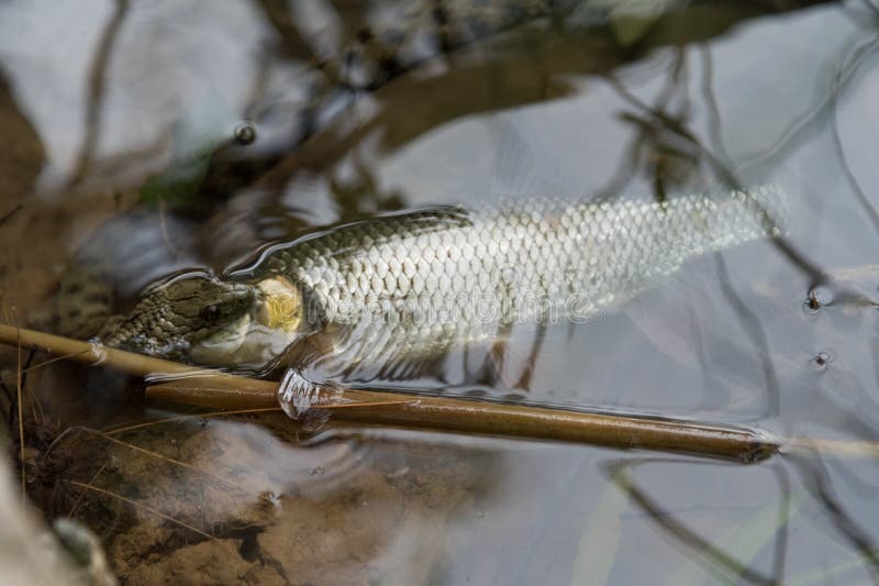 Snake eating a fish stock image. Image of feeding, fish - 73488647