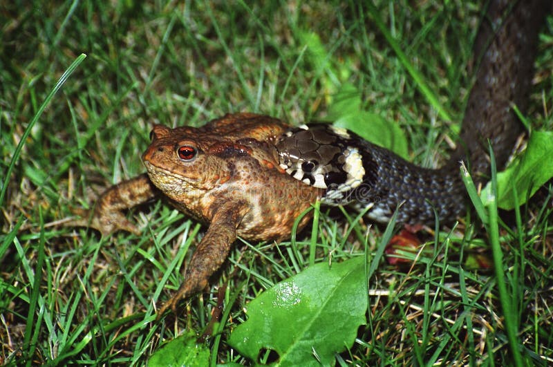 Snake eating frog stock photo. Image of snake, garter - 16807674