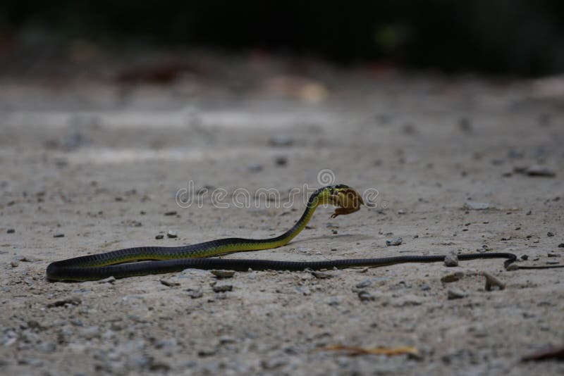 Snake Eating Frog on Ground Stock Image - Image of environment, danger ...