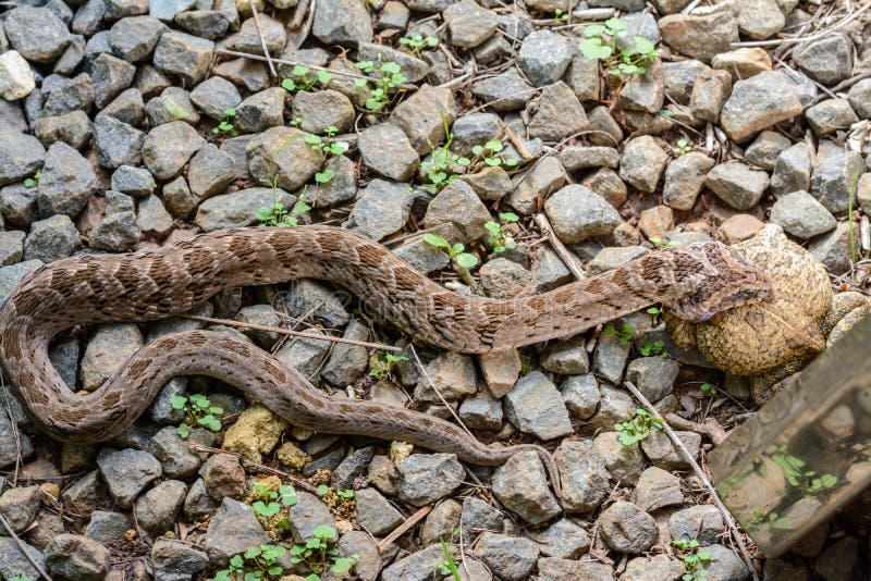 Snake eating frog stock photo. Image of prey, eaten, snake - 51958286