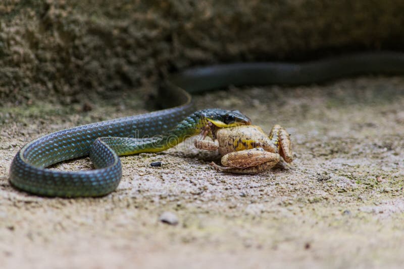 Snake eating frog. stock image. Image of attacks, brazil - 113809325