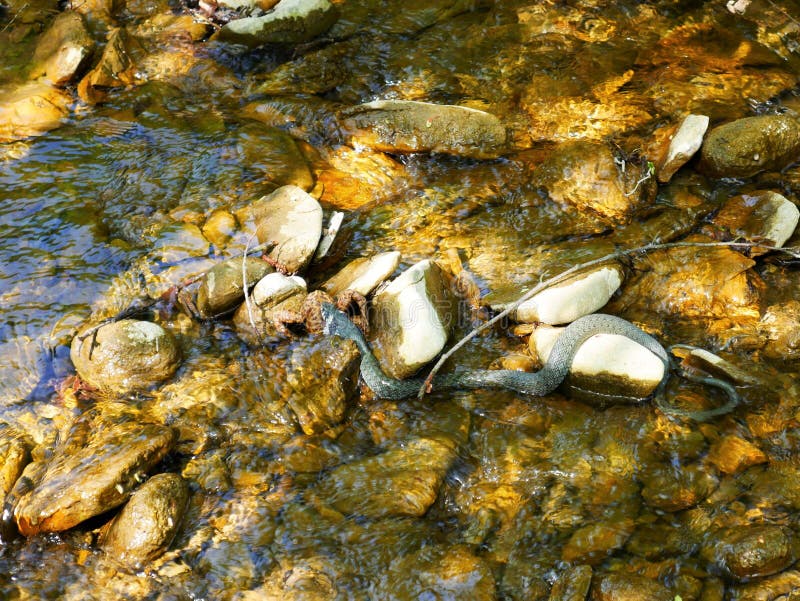 Snake eating frog. stock photo. Image of closeup, river - 181979884