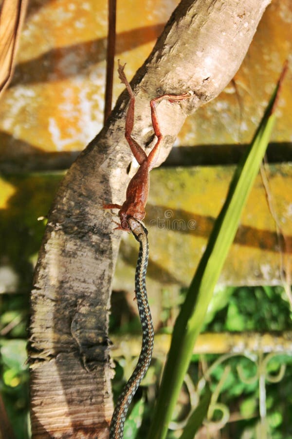 Snake eating frog on tree stock image. Image of eating - 133977685