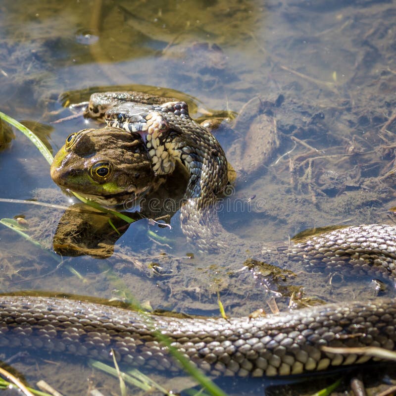 Snake eating frog stock image. Image of death, viper - 35809535