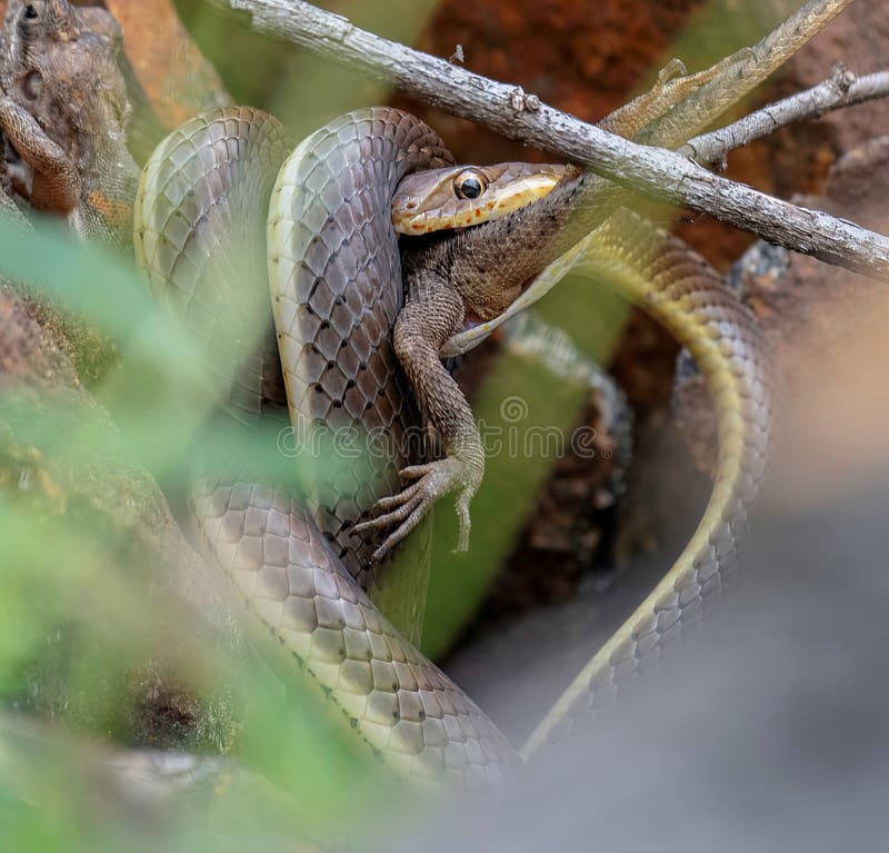 Snake Eating Lizard in Africa Stock Photo - Image of mouth, agama ...