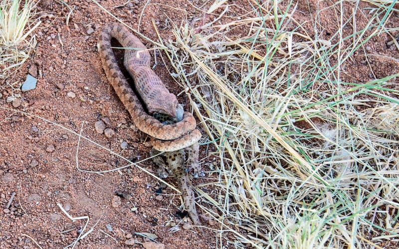 Snake eating a lizard stock photo. Image of snake, mammals - 69972278