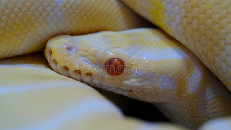 Snake Eating a Mouse, Ball Python Eats a Mouse, Rat Snake that Subdues Its Prey by Constriction ...