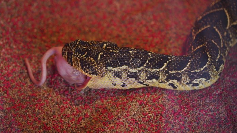 Snake Eating a Mouse, Rat Snake that Subdues Its Prey by Constriction ...