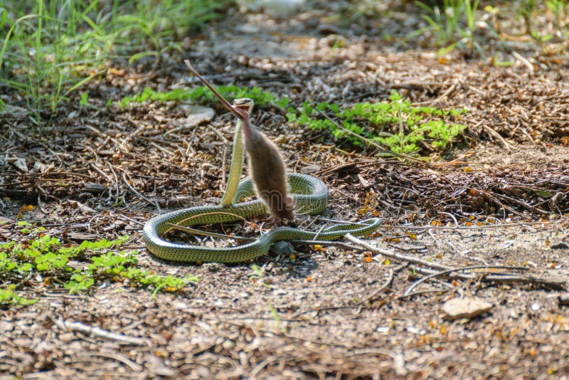 Snake eating rat stock photo. Image of danger, food, crawling - 62374568