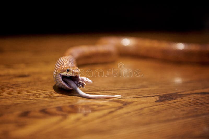 Snake eating a rat stock photo. Image of large, wild - 107340680