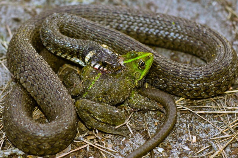 Snake eating frog stock photo. Image of snake, garter - 16807674