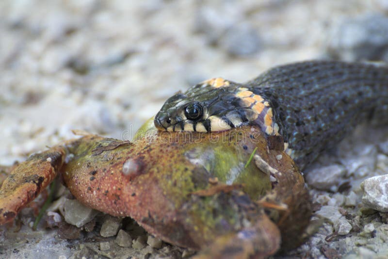 Snake eats a frog stock image. Image of hunting, catch - 107135383