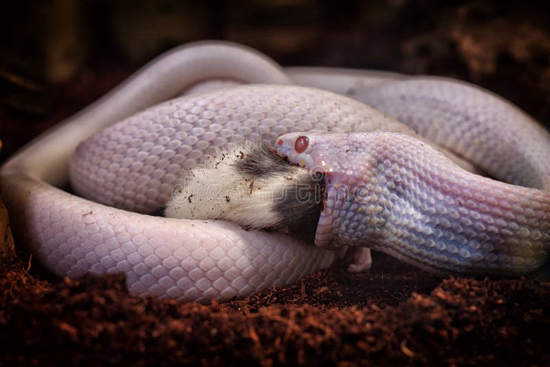 Snake eats rat stock image. Image of dark, eats, pink - 65675235