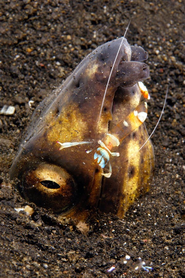 Snake eel stock image. Image of sealife, tropics, snake - 3396107