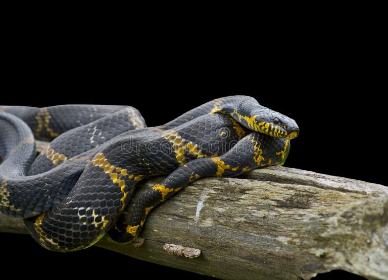 Snake (Elaphe Schrenckii) 8 Stock Image - Image of innocuous ...