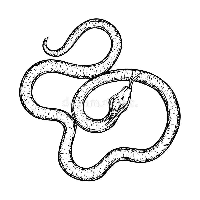Snake. Element for design stock vector. Illustration of graphic - 162170768