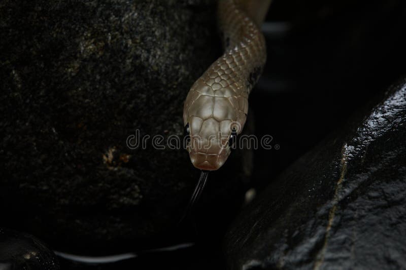 Snake Emerging from Mist stock image. Image of predator - 335041717