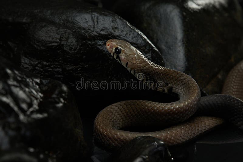 Snake Emerging from Shadows Stock Photo - Image of herpetology ...