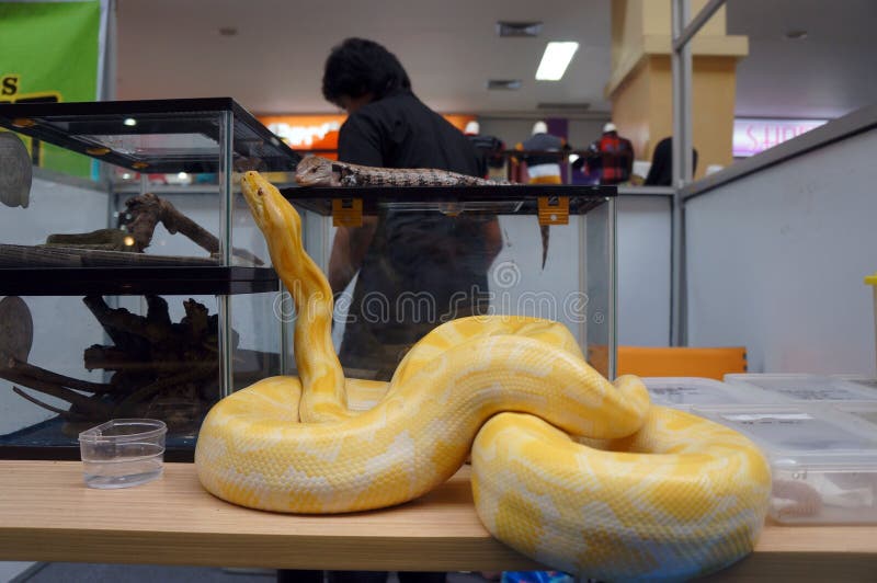 Snake editorial stock photo. Image of mall, karanganyar - 48809003