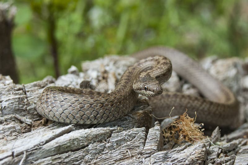 European Smooth Snake (Coronella Austriaca) Stock Image - Image of ...