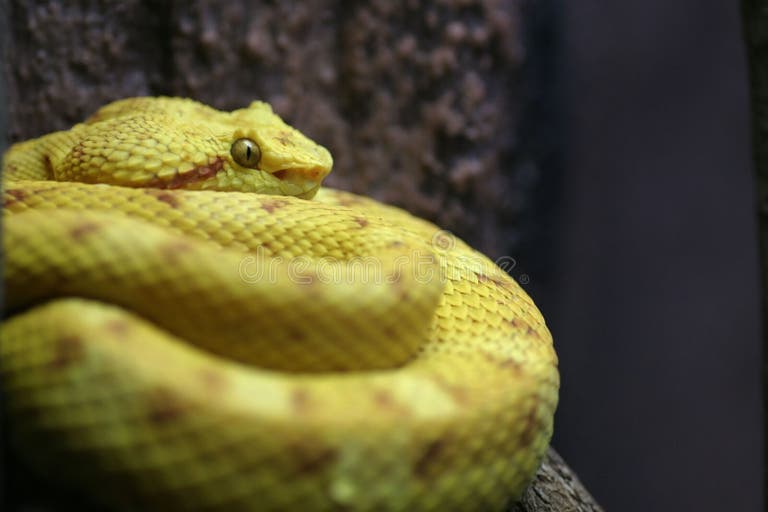 226 Evil Snake Eyes Stock Photos - Free & Royalty-Free Stock Photos ...