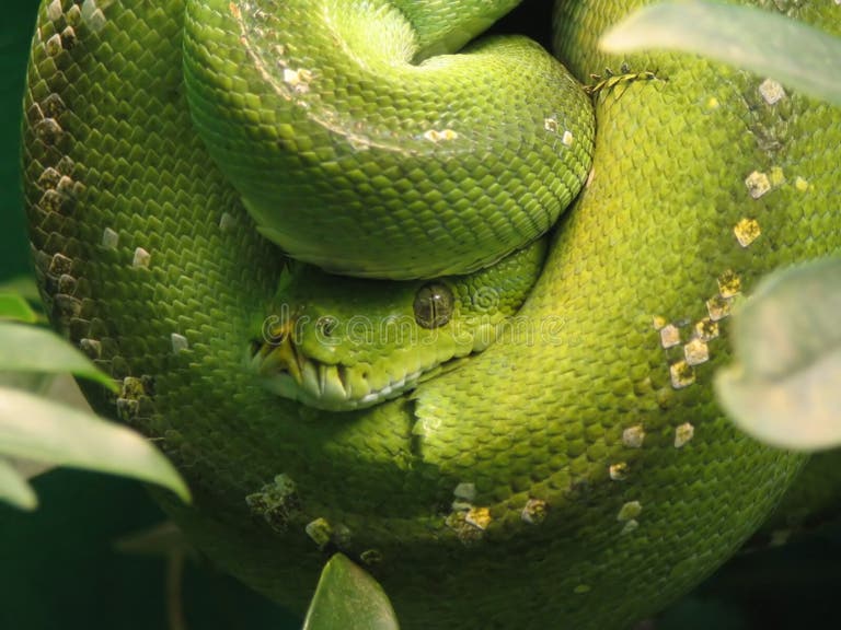 Snake Eye stock image. Image of coiled, venomous, viper - 272439