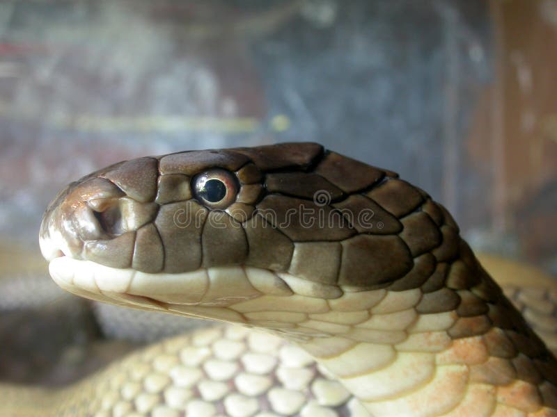 Snake Eye Close Up