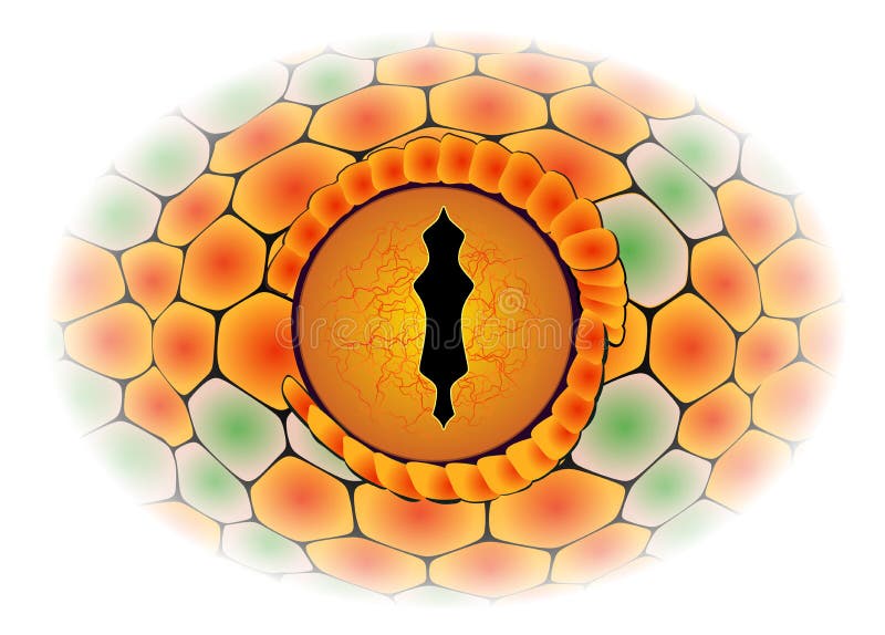 Snake Eye stock vector. Illustration of skin, detail - 72026248