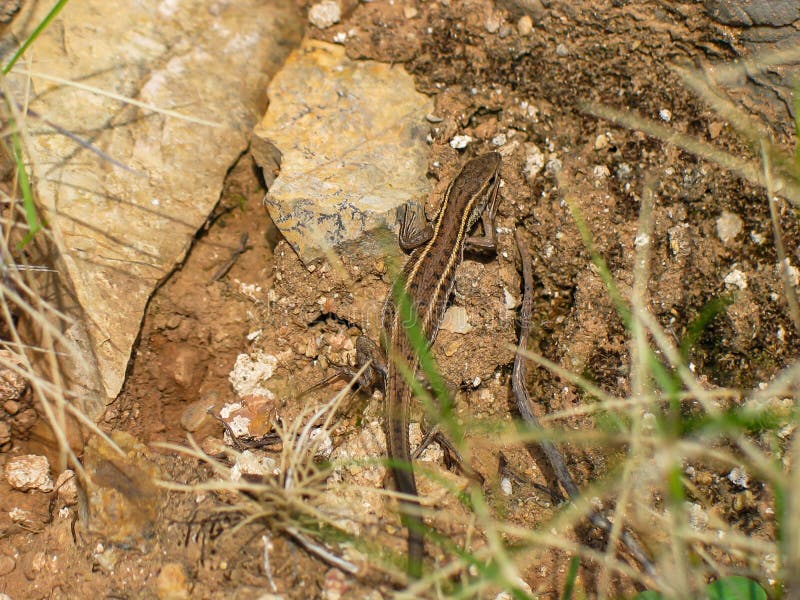 Snake-eyed Lizard, Ophisops Elegans Stock Image - Image of sunny ...