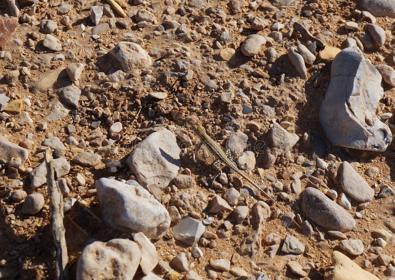 Snake-eyed Lizard Running in Desert Stock Photo - Image of detail ...