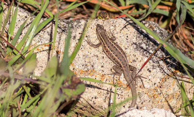 Snake Eyed Lizard stock image. Image of eyed, creeper - 69416233