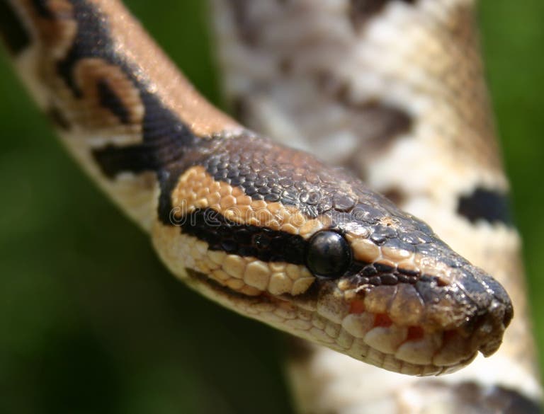 10,301 Snake Eyes Diorama Stock Photos - Free & Royalty-Free Stock ...