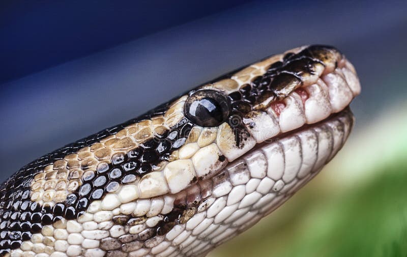 Snake Face stock image. Image of reptiles, danger, travel - 48026551