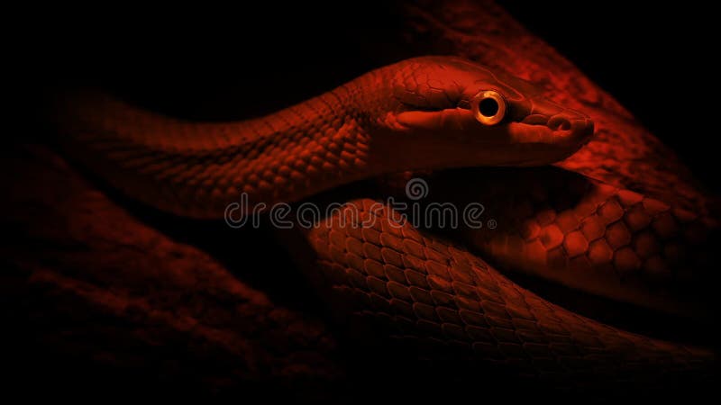 Snake in Fire Glow Closeup stock video. Video of tree - 291904479