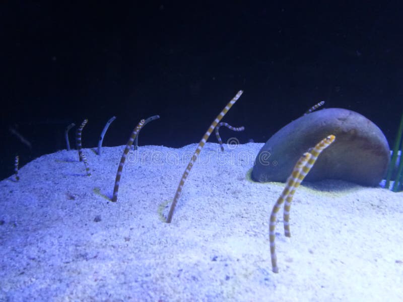 Snake fish stock photo. Image of arthropod, snake, insect - 211693260