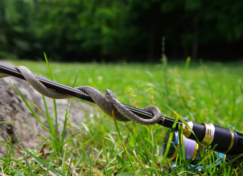 Fly Fishing on the Snake River Stock Image - Image of river, blue: 40292023