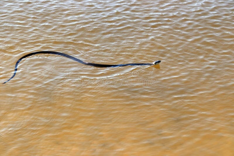 Snake floating in the lake stock photo. Image of bird - 157174936
