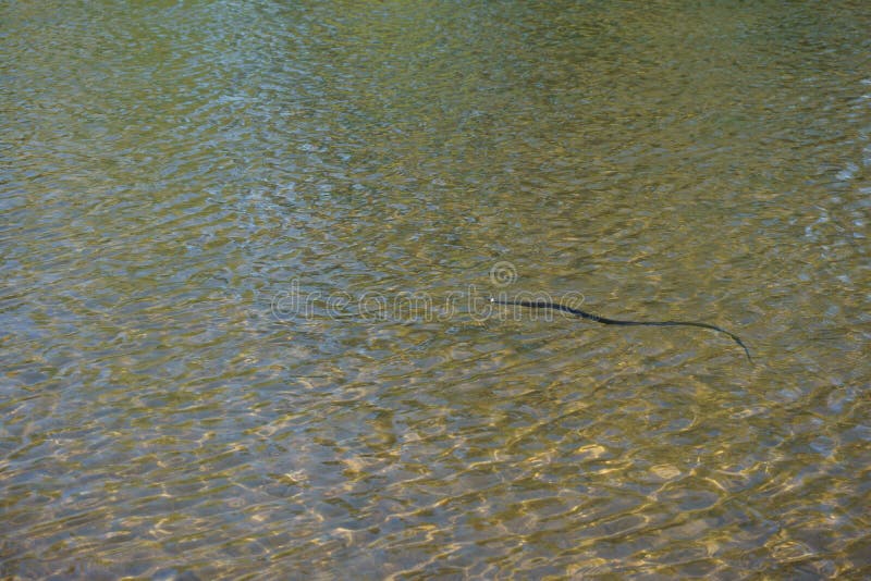 Floating Black Snake Stock Photos - Free & Royalty-Free Stock Photos ...