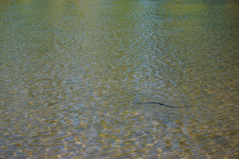 Snake floating in river stock photo. Image of swimming - 77588954
