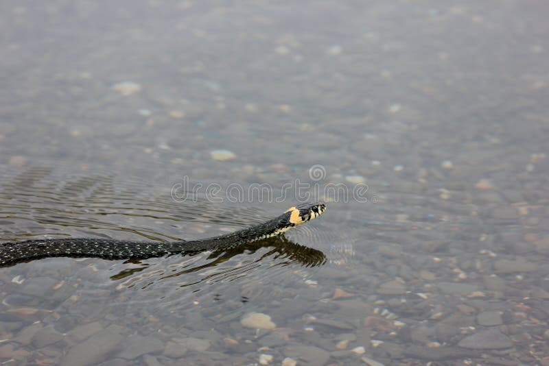 Floating snake stock photo. Image of cringe, dragon - 121741244