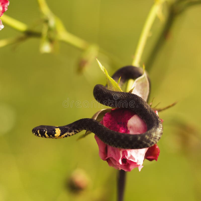 Snake on a flower stock photo. Image of life, snakeskin - 66313594