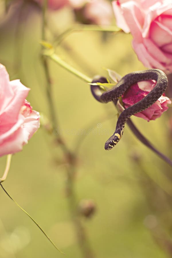 Snake on a flower stock photo. Image of defocussed, leaf - 66313596