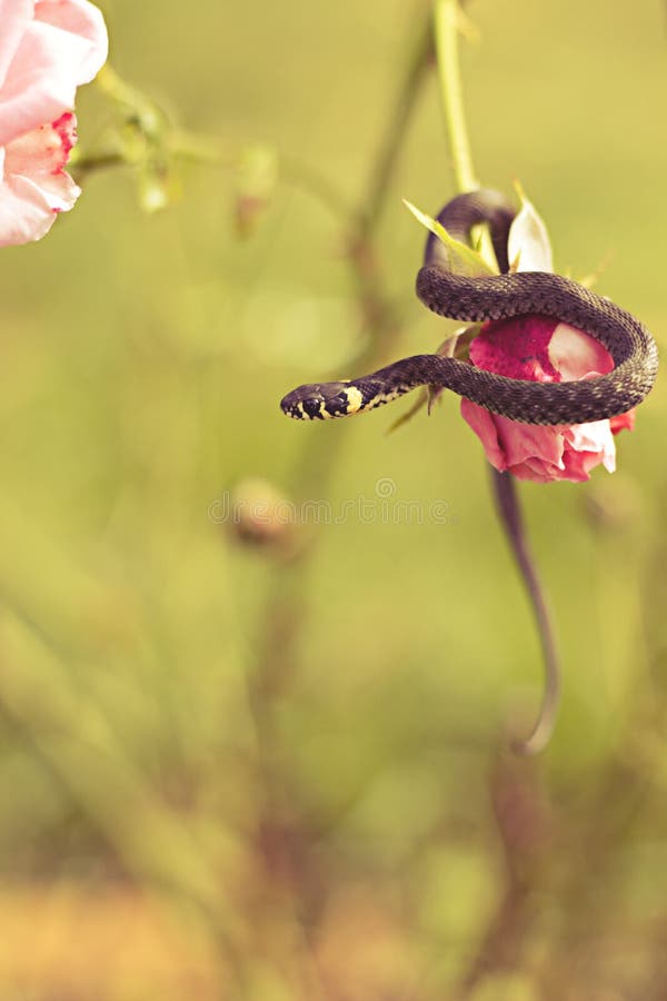 Snake on a flower stock photo. Image of life, snakeskin - 66313594