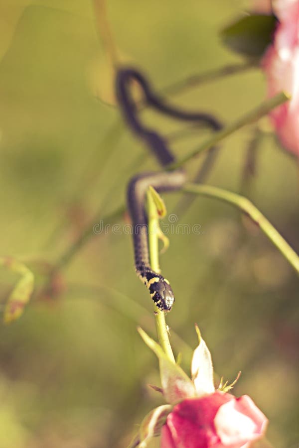 Snake on a flower stock image. Image of petal, stinger - 66313615