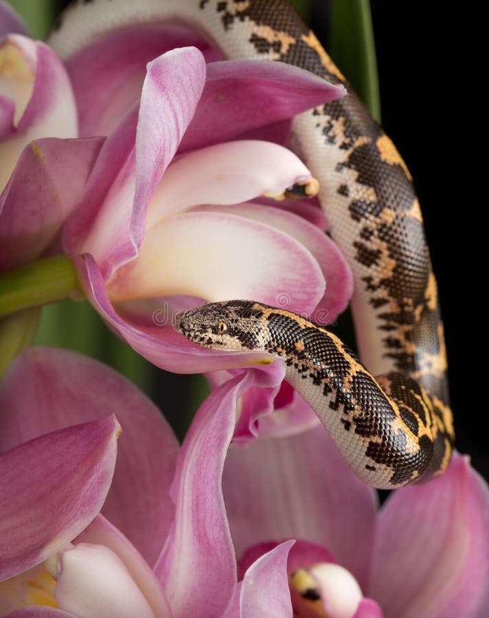 Snake in the Flowers stock image. Image of hunter, brown - 35982217