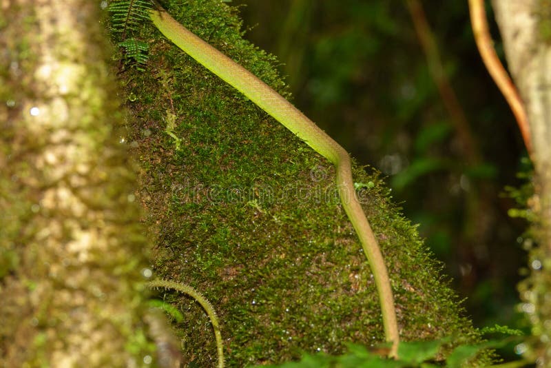 Snake in the Forest Over Tree Trunk Stock Image - Image of pattern ...
