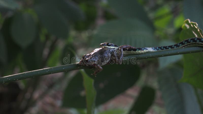 Snake and frog stock photo. Image of ular, snake, green - 219945374